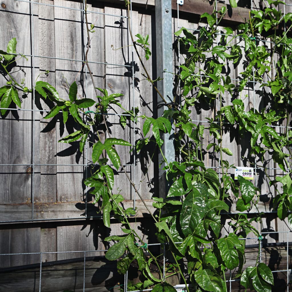 Flat Frame Trellis Panels | Grip & Grow® | Jack Garden Products