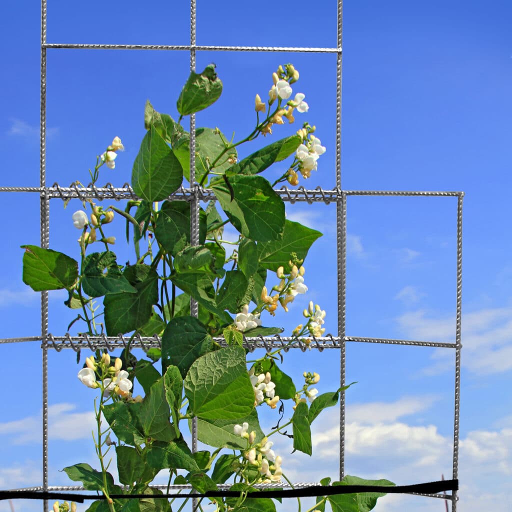 Freestanding Trellis Panels | Grip & Grow® | Jack Garden Products