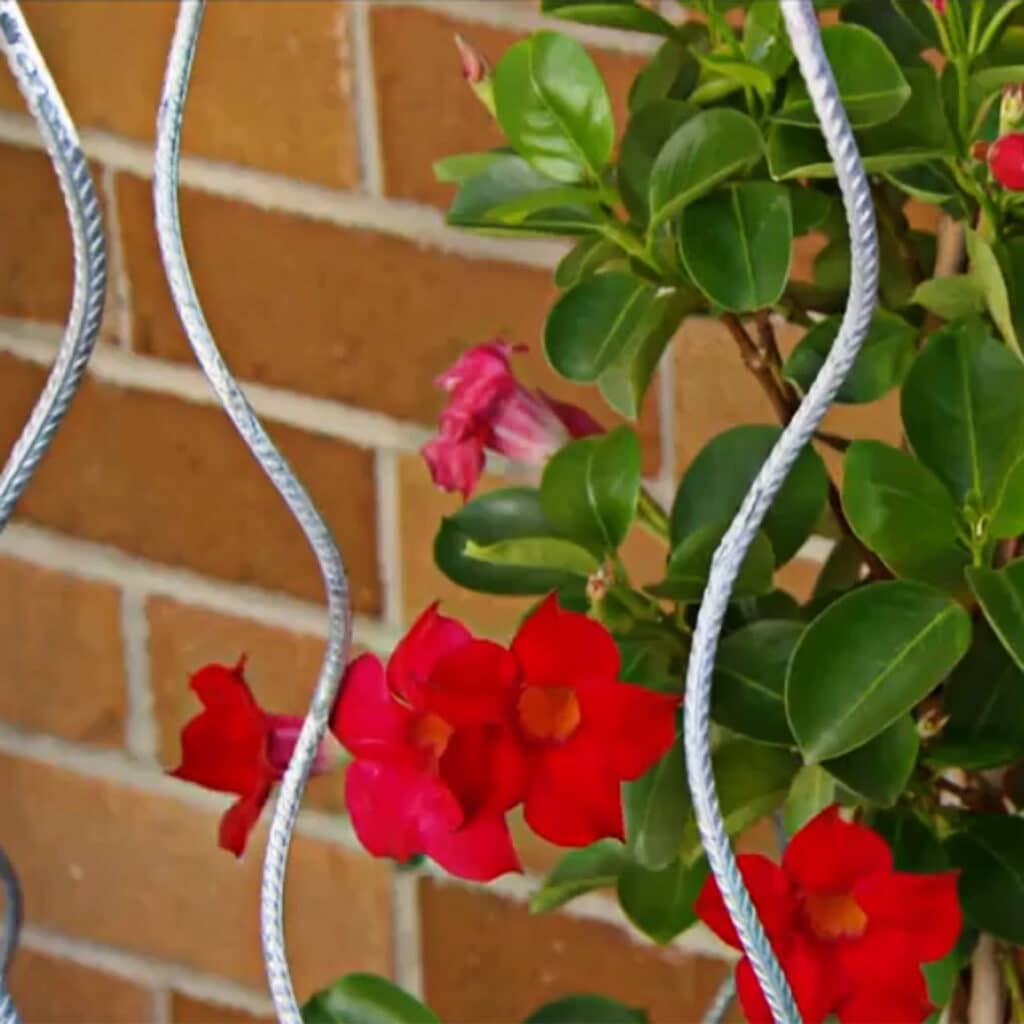 Spiral Stake | Grip & Grow® | Jack Garden Products