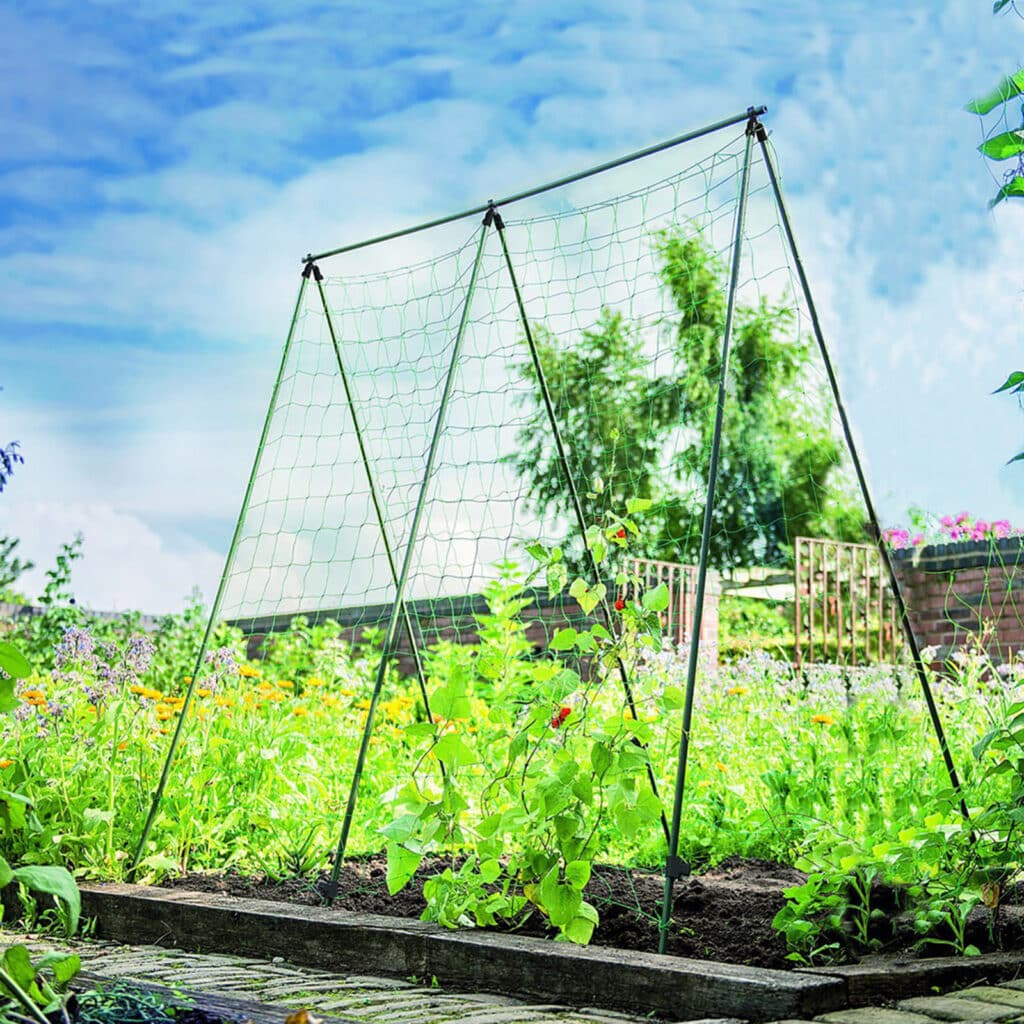 Pea & Bean Frames | Jack