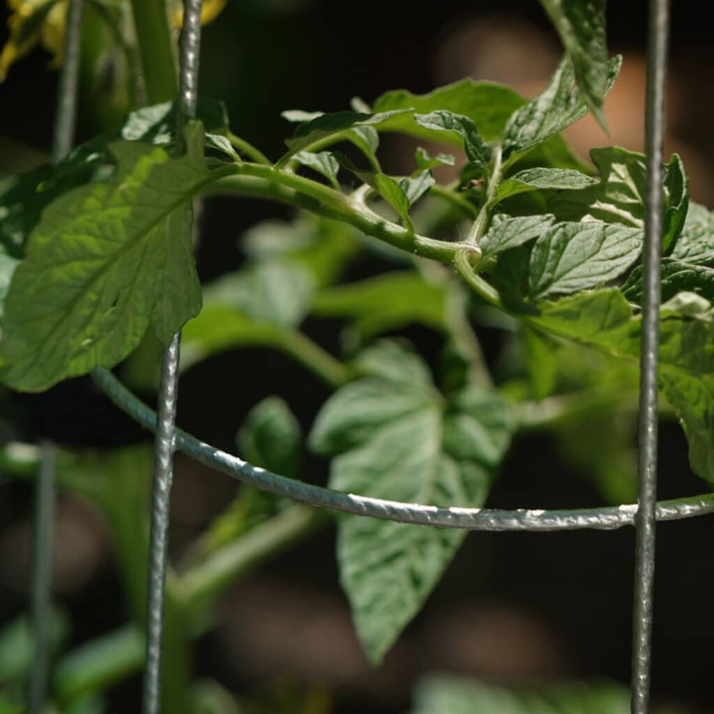 Curved Trellis Panels | Grip & Grow® | Jack Garden Products