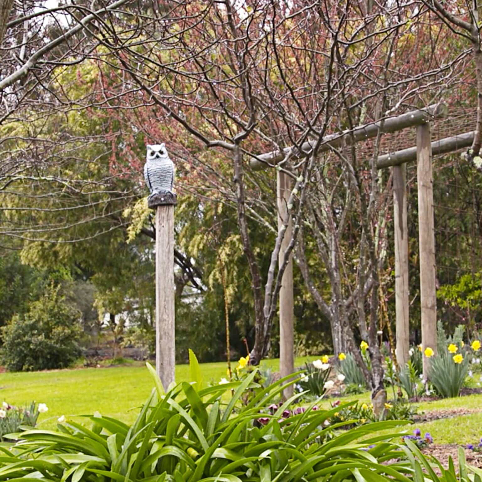 Motion Sensor Owl | Jack