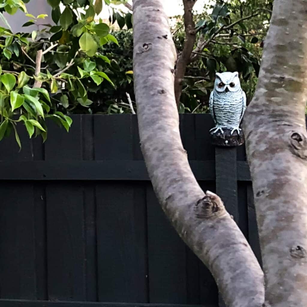 Motion Sensor Owl | Jack