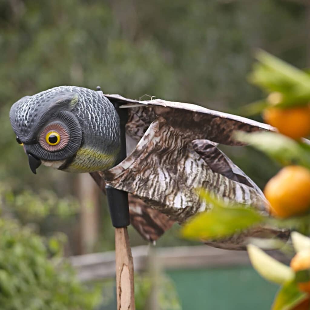 Prowling Owl | Jack