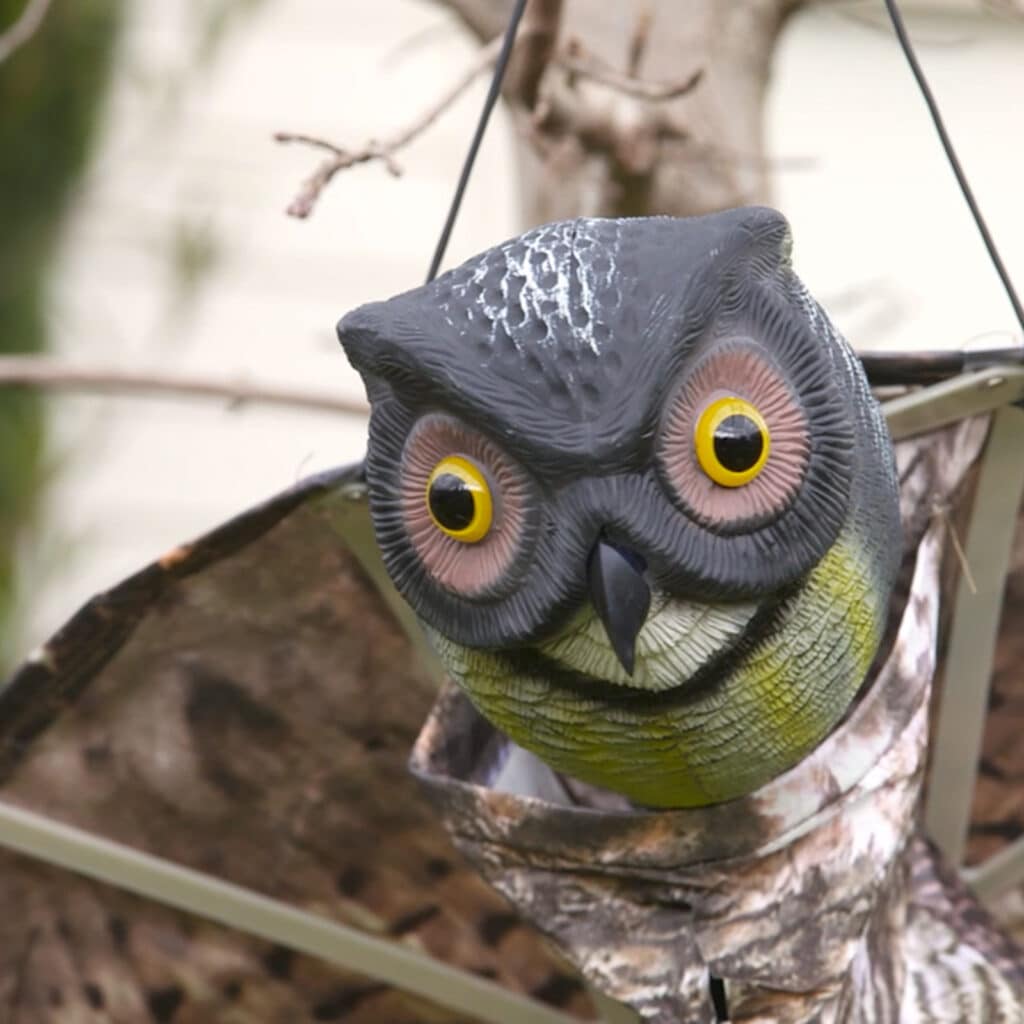 Prowling Owl – Jack