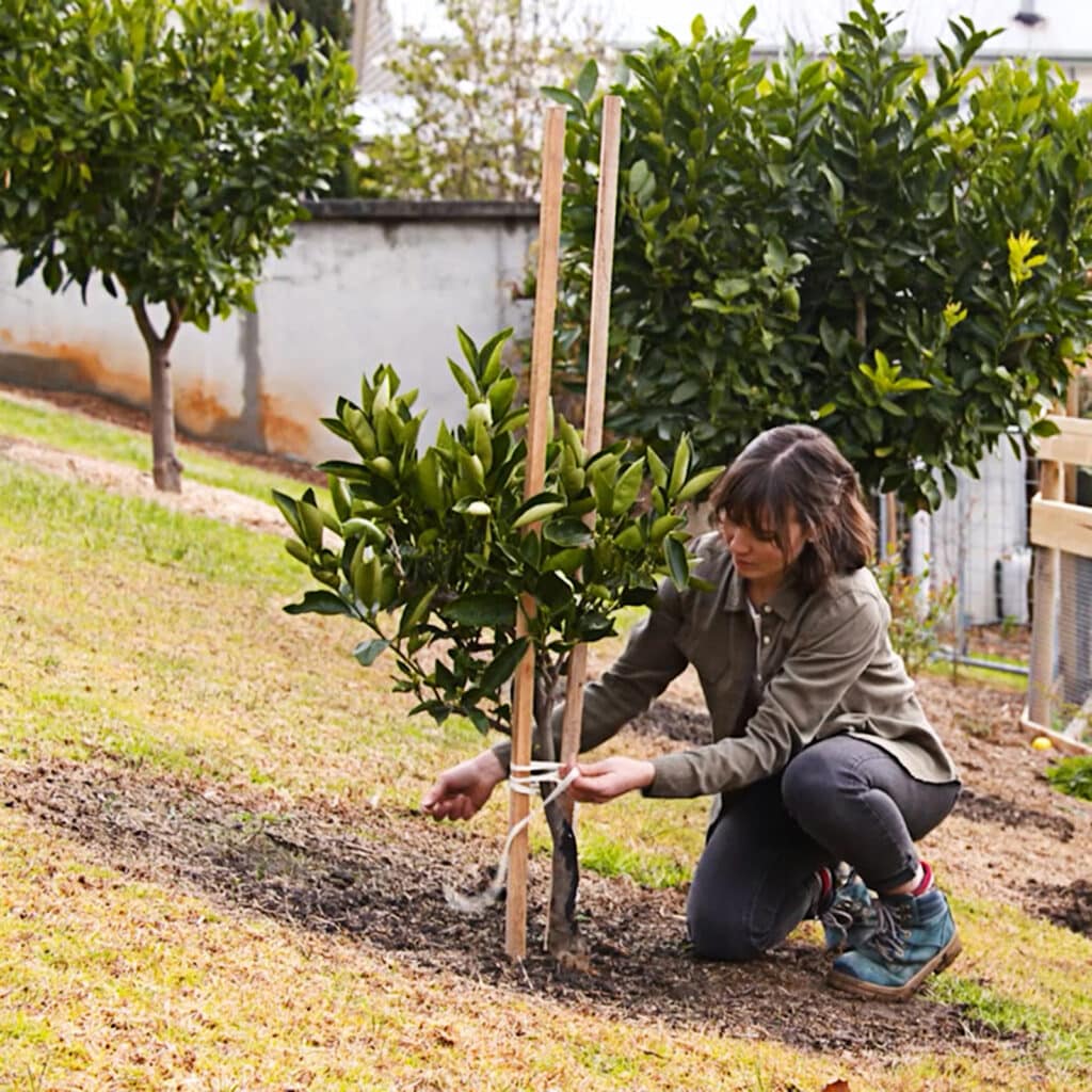 Enviro Ties | Biodegradable Plant Ties | Jack Garden Products