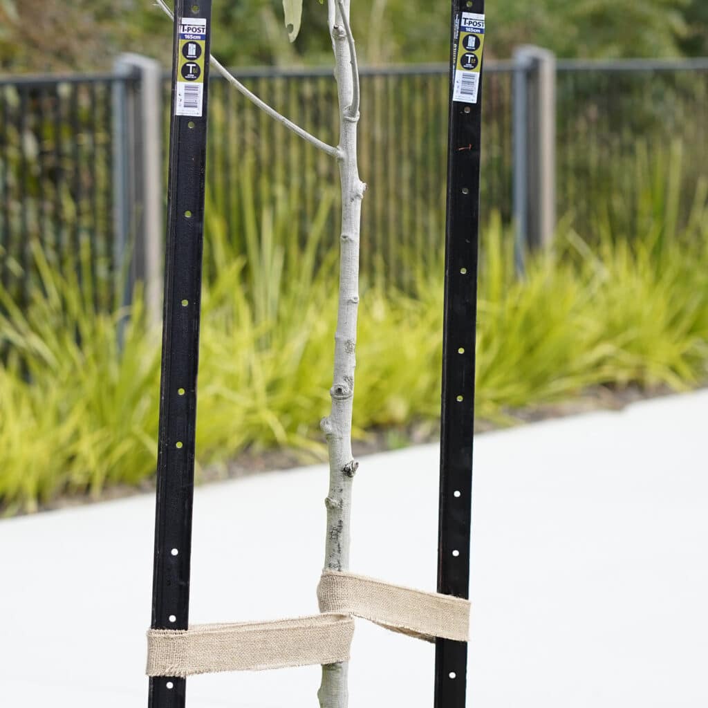Jute Webbing | Jack