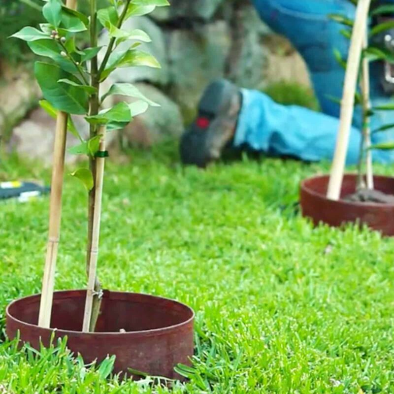 Oxy-Shield® Tree Ring - Jack