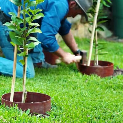 Oxy-Shield® Tree Ring | Garden Edging | Jack Products