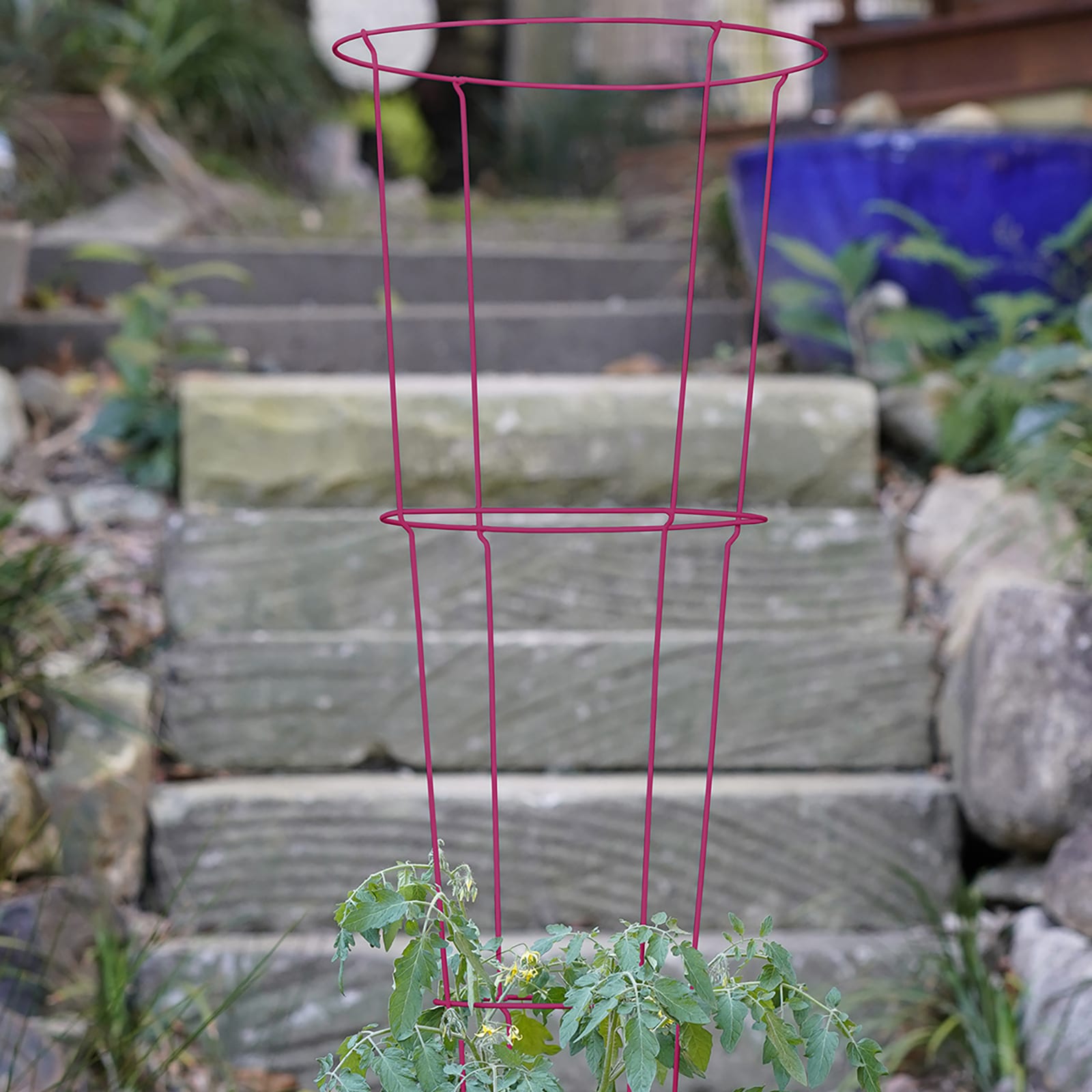 Wire Tomato Cages - Jack