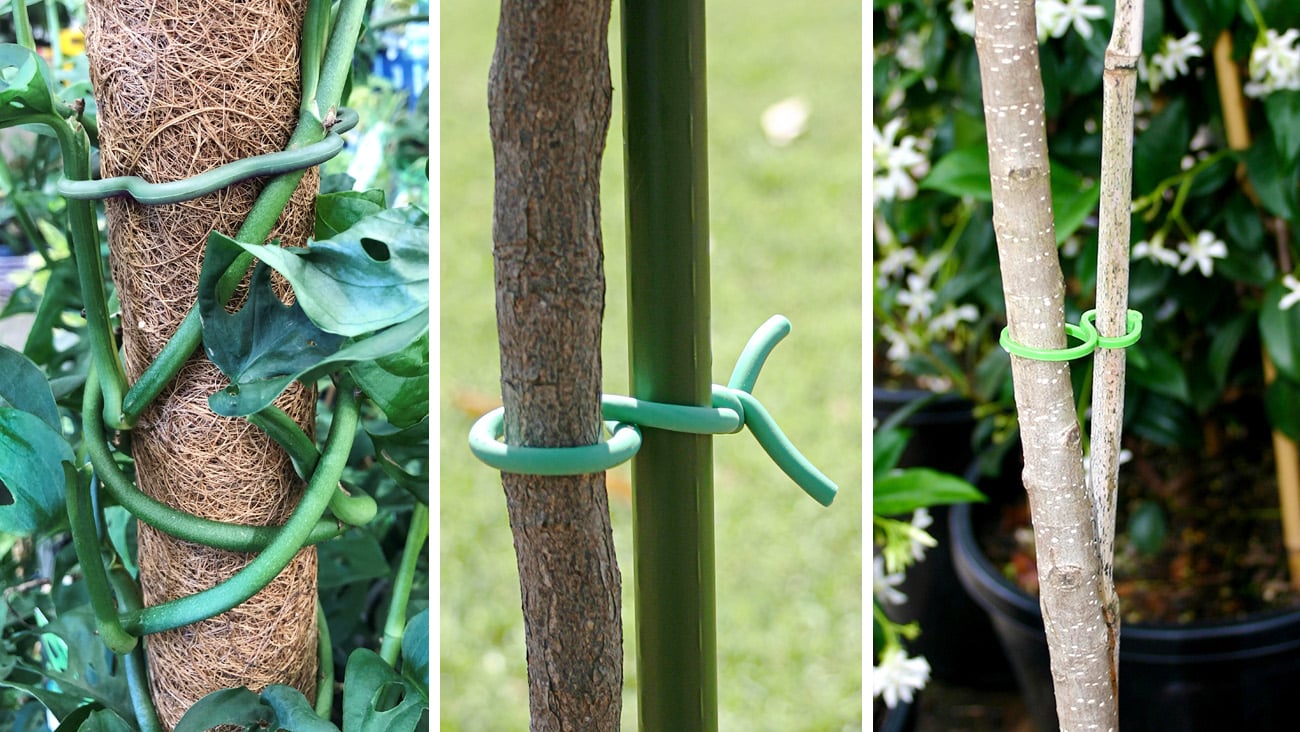 Which Tie is the Right Tie for your Plant? – Jack