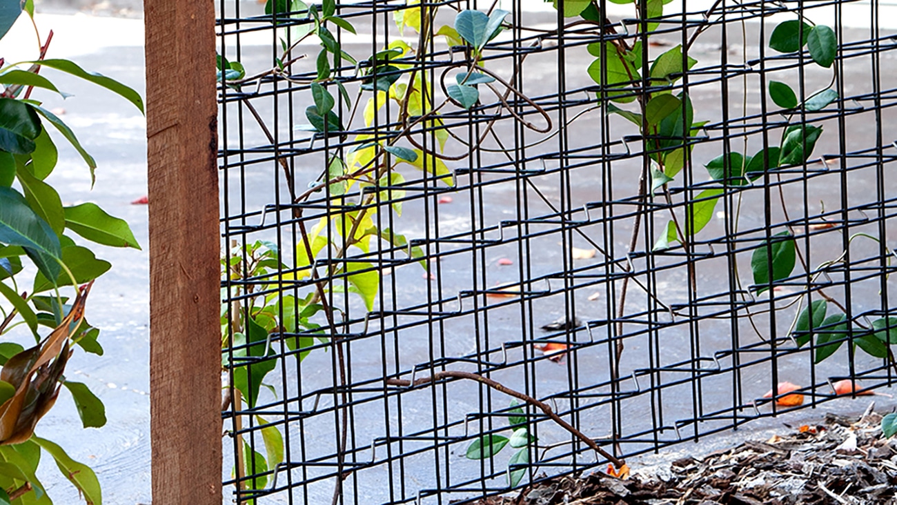 Jack Grip & Grow | Vegie Trainers & Plant Trellis | Jack Outdoors