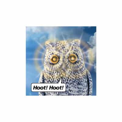 Motion Sensor Owl | Jack