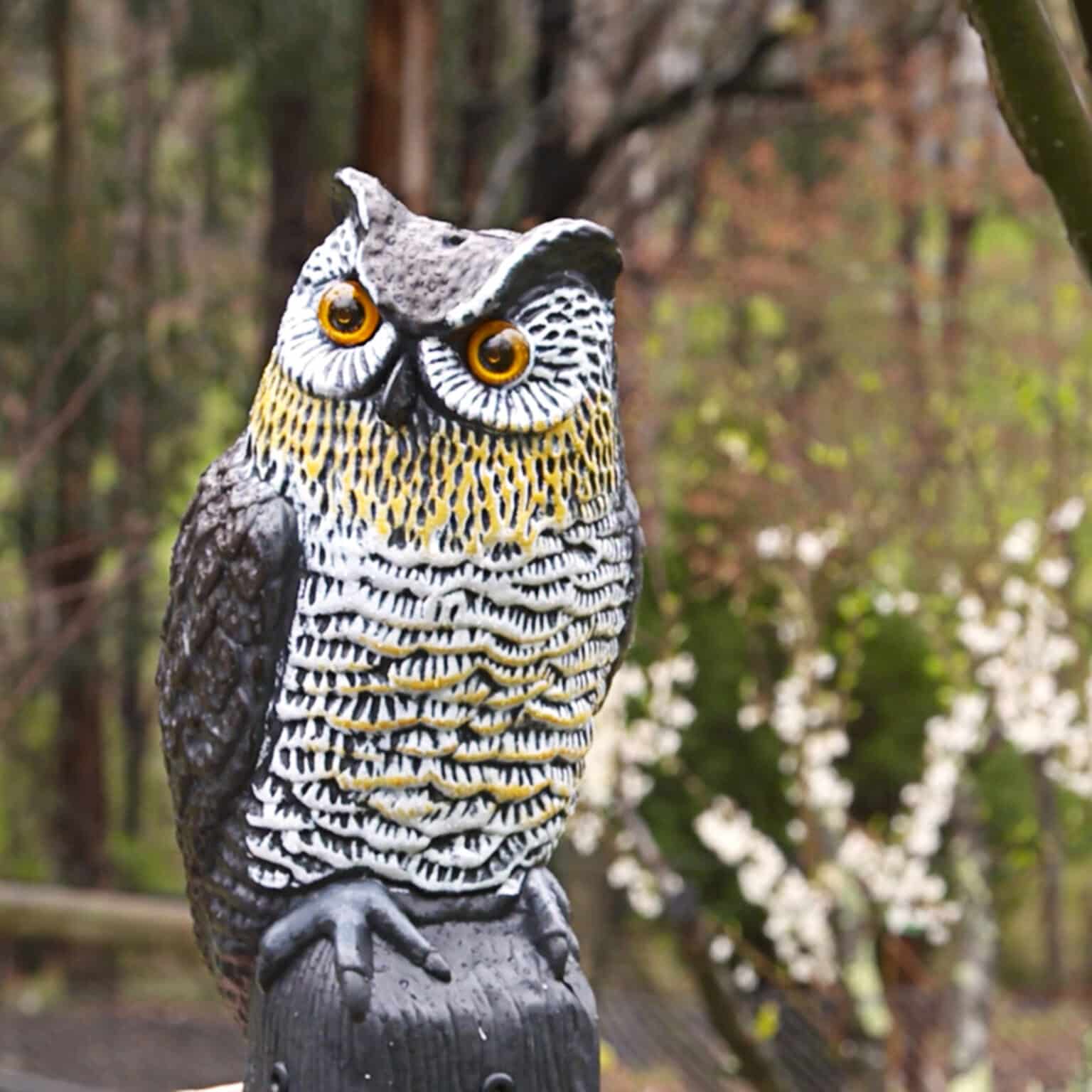 Solar Power Owl | Jack