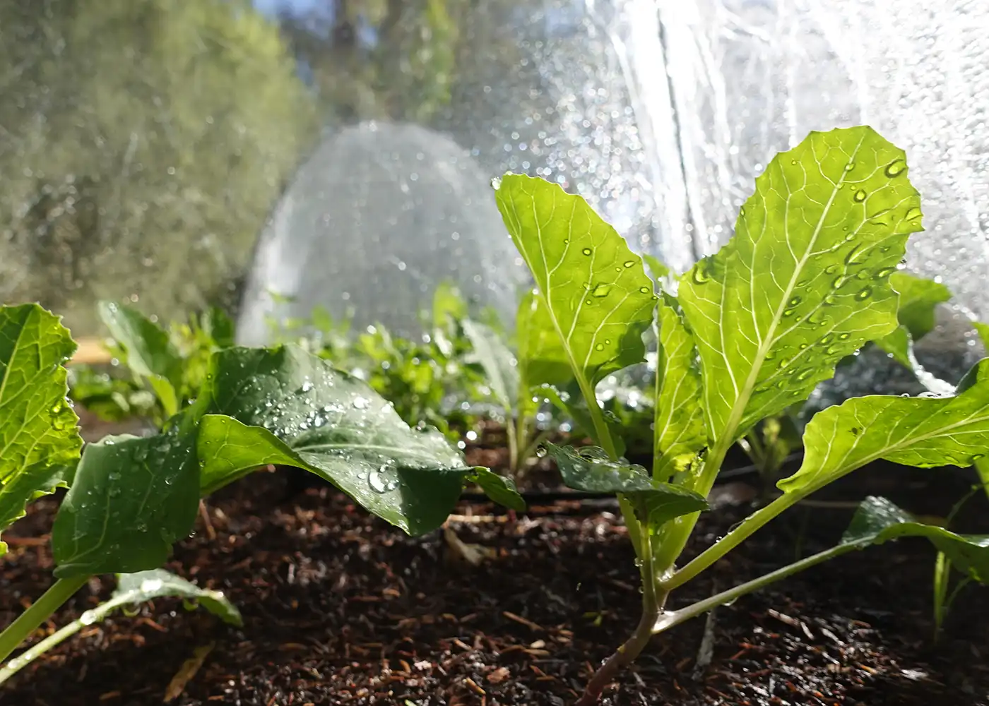 Garden Inspiration | Garden Ideas | Jack Garden Products