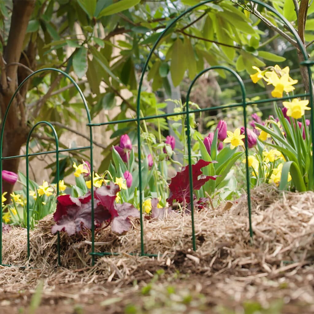 Looped Border Edging – Jack