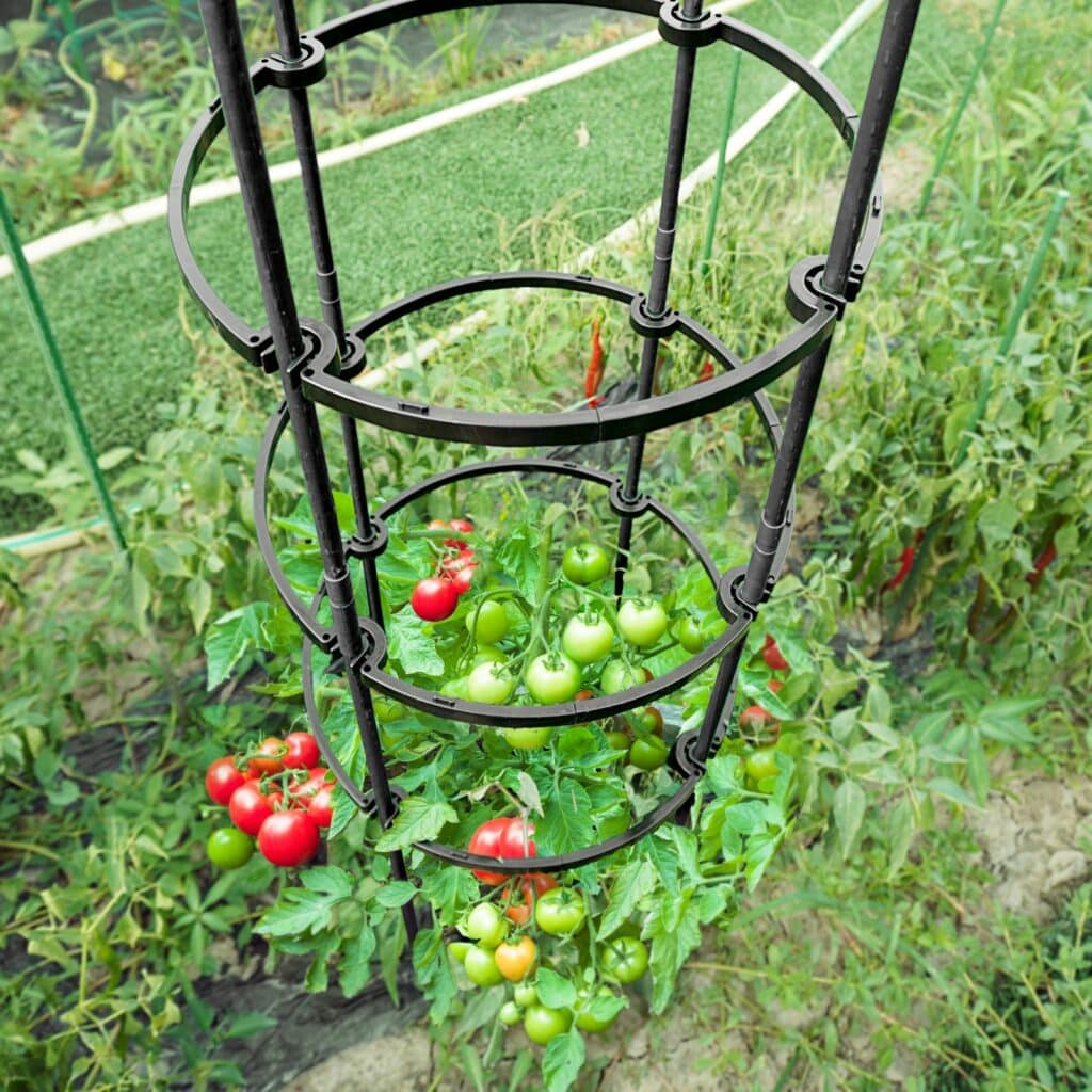 Knock Down Tomato Cage | Jack