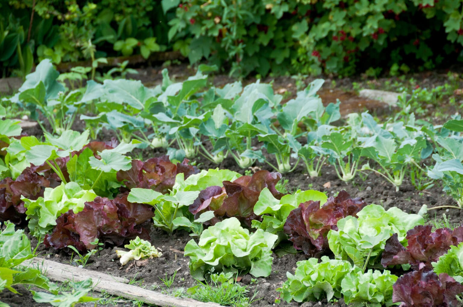 Vegetables to Plant in Spring | Grow Your Own Veggies | Jack Advice