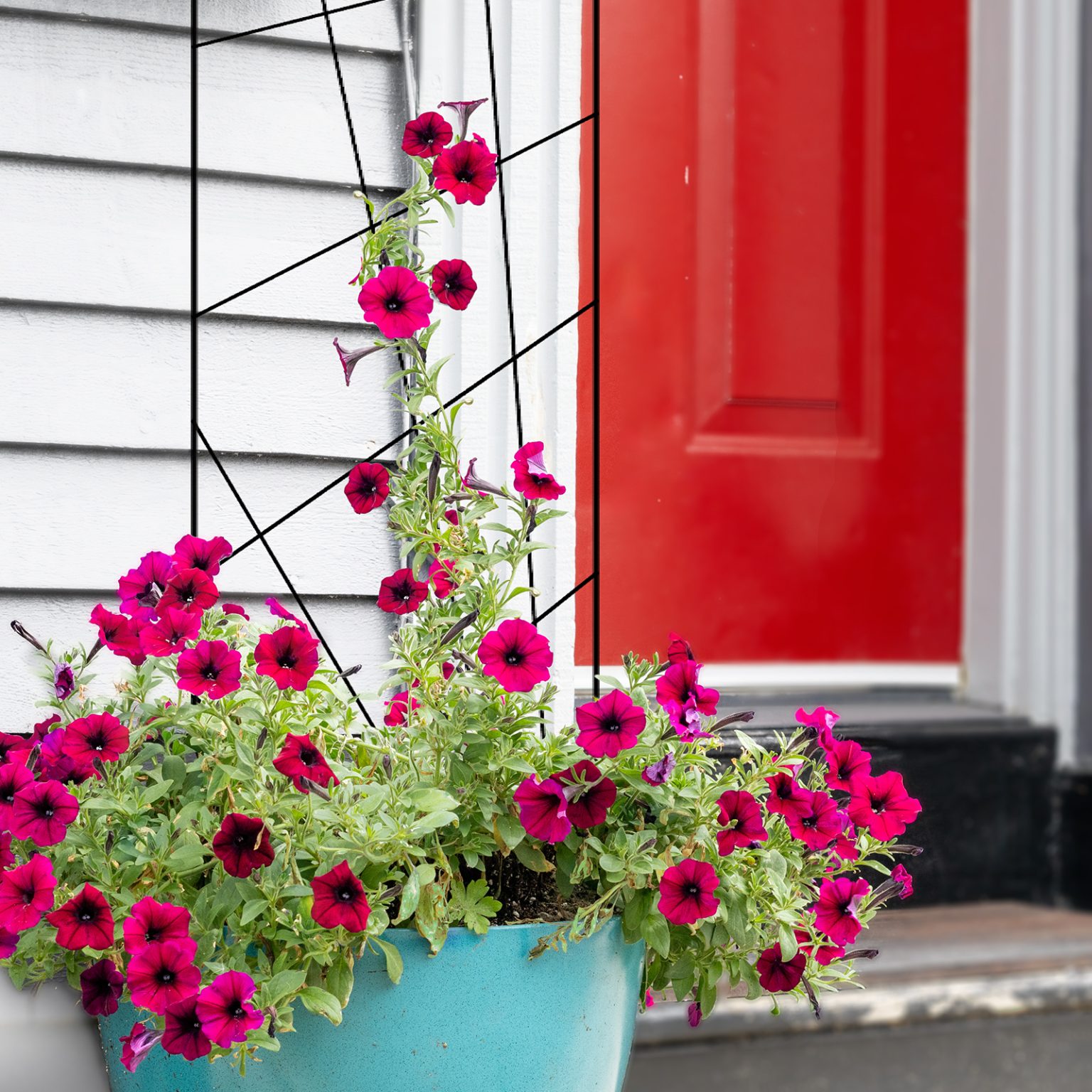 Sunbeam Plant Trainer | Jack